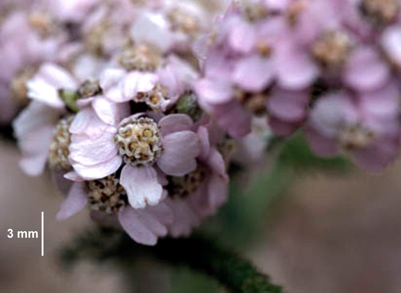 Flora of the Canadian Arctic Archipelago - Achillea millefolium L ...