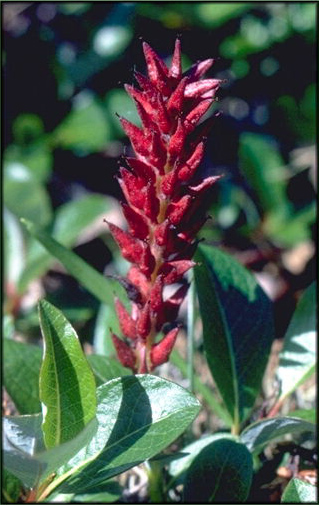 Flora of the Canadian Arctic Archipelago - Salix arctophila Cock. ex Heller