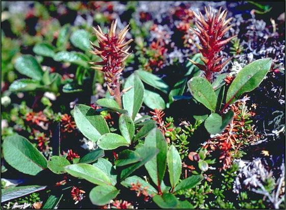 Flora of the Canadian Arctic Archipelago - Salix arctophila Cock. ex Heller