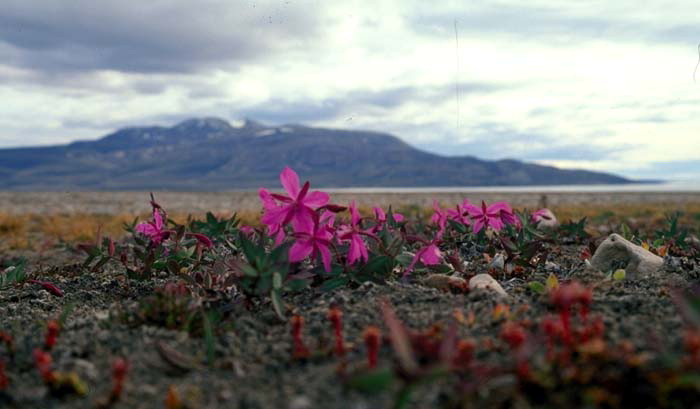 Flora of the Canadian Arctic Archipelago - Chamerion latifolium (L.) Holub
