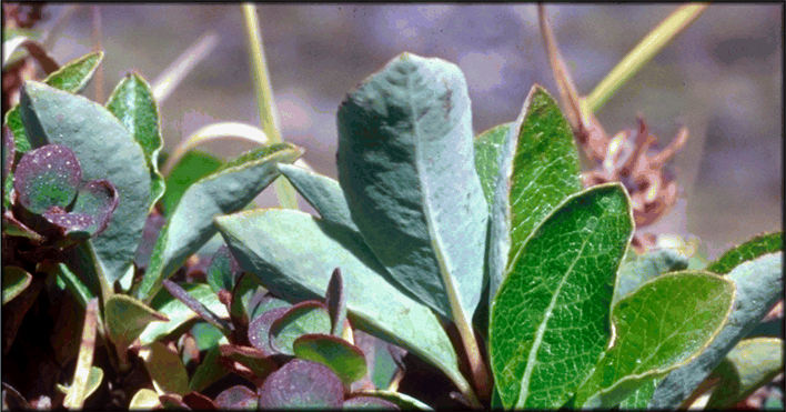 Flora of the Canadian Arctic Archipelago - Salix arctophila Cock. ex Heller