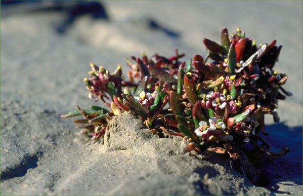 Flora of the Canadian Arctic Archipelago - Braya glabella Richardson ...