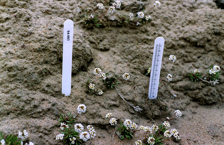 Flora of the Canadian Arctic Archipelago - Braya glabella Richardson ...