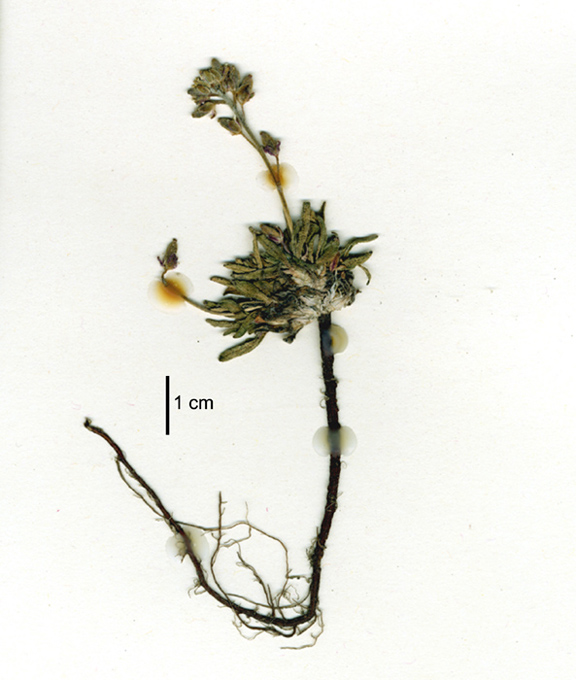 Flora of the Canadian Arctic Archipelago - Braya thorild-wulffii Ostenf.