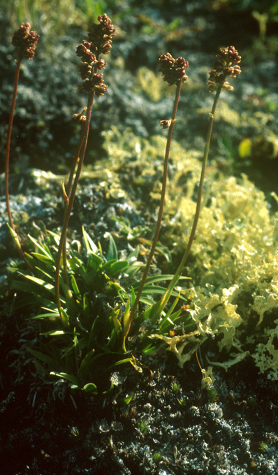 Flora of the Canadian Arctic Archipelago - Tofieldia coccinea ...