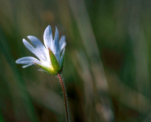 Flora of the Canadian Arctic Archipelago - Cerastium alpinum L.