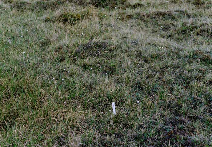 Flora of the Canadian Arctic Archipelago - Eriophorum callitrix Cham ...