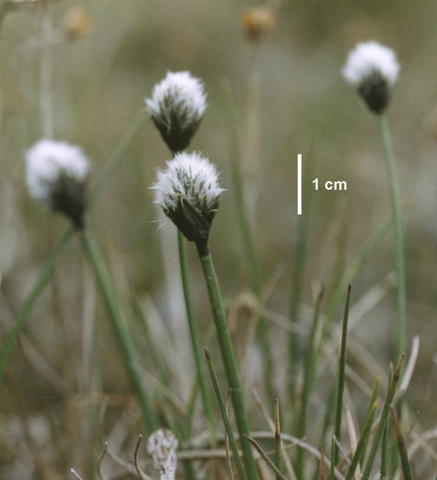 Flora of the Canadian Arctic Archipelago - Eriophorum callitrix Cham ...