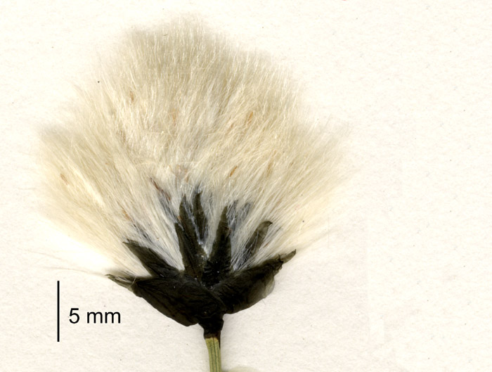 Flora of the Canadian Arctic Archipelago - Eriophorum callitrix Cham ...