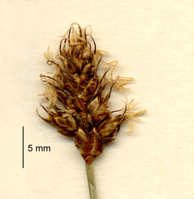 Flora of the Canadian Arctic Archipelago - Kobresia sibirica (Turcz. ex ...