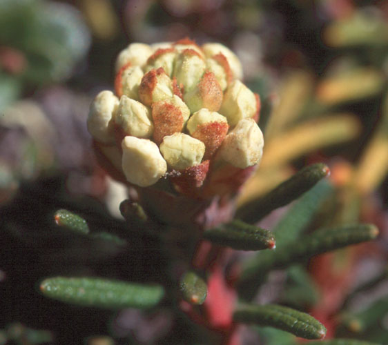 Flora of the Canadian Arctic Archipelago - Ledum palustre L. subsp ...