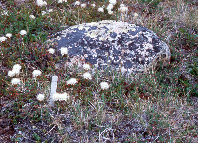 Flora of the Canadian Arctic Archipelago - Ledum palustre L. subsp ...