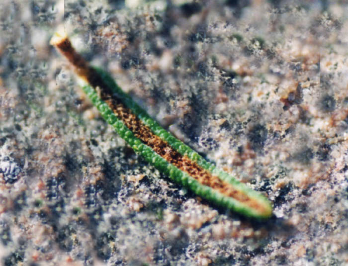 Flora of the Canadian Arctic Archipelago - Ledum palustre L. subsp ...