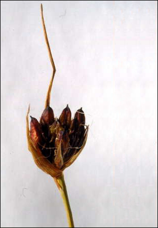 Flora of the Canadian Arctic Archipelago - Juncus castaneus Sm.
