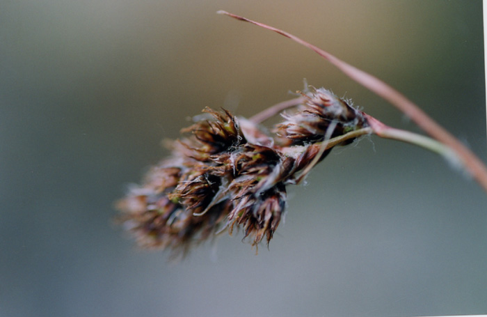 Flora of the Canadian Arctic Archipelago - Luzula spicata (L.) DC.