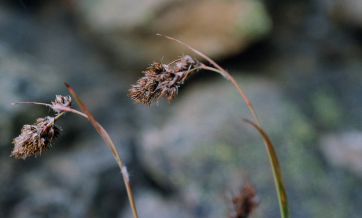 Flora of the Canadian Arctic Archipelago - Luzula spicata (L.) DC.