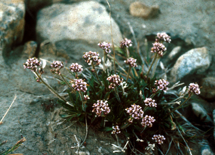 Flora of the Canadian Arctic Archipelago - Braya glabella Richardson ...