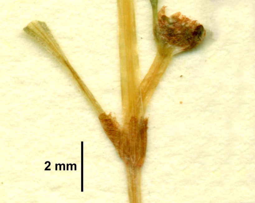 Flora of the Canadian Arctic Archipelago - Koenigia islandica L.