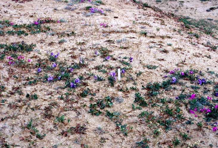 Flora of the Canadian Arctic Archipelago - Polemonium boreale Adams
