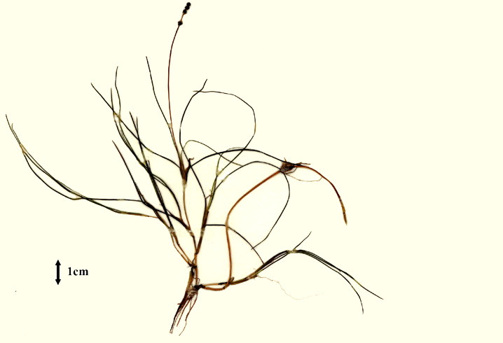 Flora of the Canadian Arctic Archipelago - Stuckenia filiformis (Pers ...