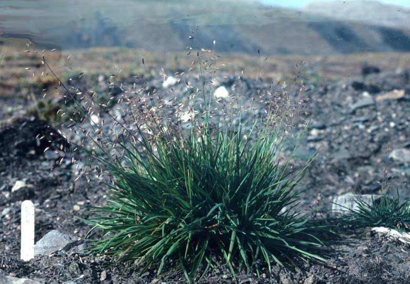 Flora of the Canadian Arctic Archipelago - Poa arctica R. Br. subsp ...