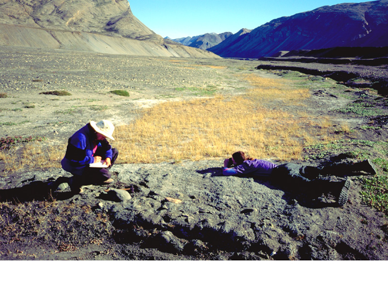 Flora of the Canadian Arctic Archipelago - Puccinellia arctica (Hooker ...