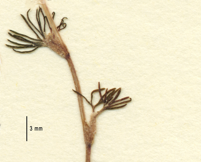 Flora of the Canadian Arctic Archipelago - Ranunculus subrigidus W.B. Drew