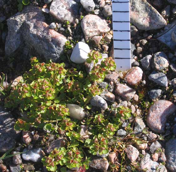 Flora of the Canadian Arctic Archipelago - Chrysosplenium tetrandrum (N ...