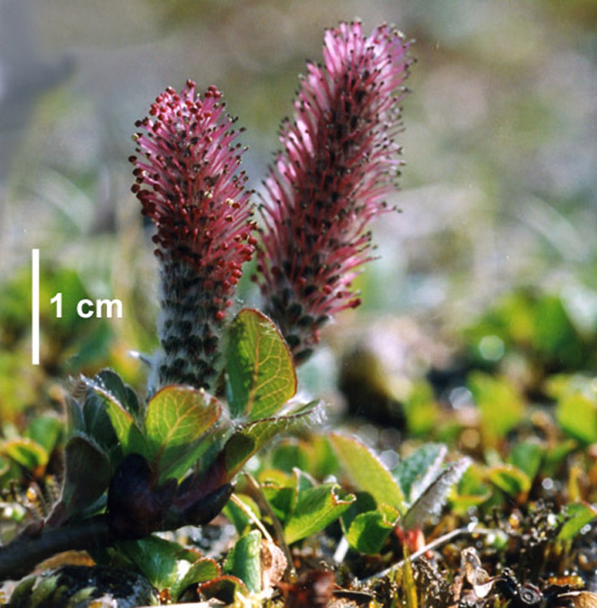 Flora of the Canadian Arctic Archipelago - Salix arctophila Cock. ex Heller