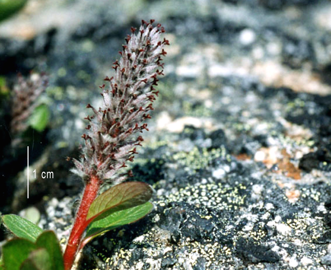 Flora of the Canadian Arctic Archipelago - Salix arctophila Cock. ex Heller