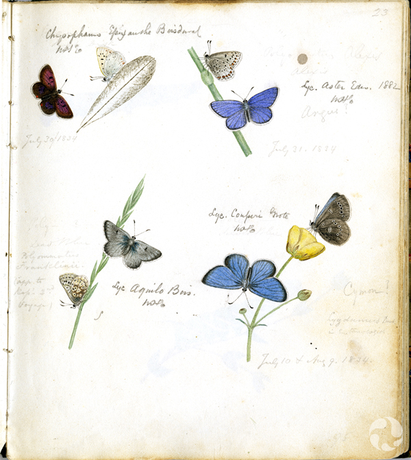 A Rare, 19th-Century Manuscript Chronicles the Quest of an Amateur ...