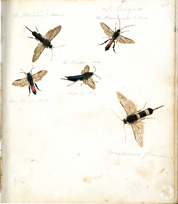 A Rare, 19th-Century Manuscript Chronicles the Quest of an Amateur ...