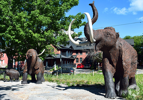 Mammoth, Mammoth, Tusked and Hairy - Canadian Museum of Nature