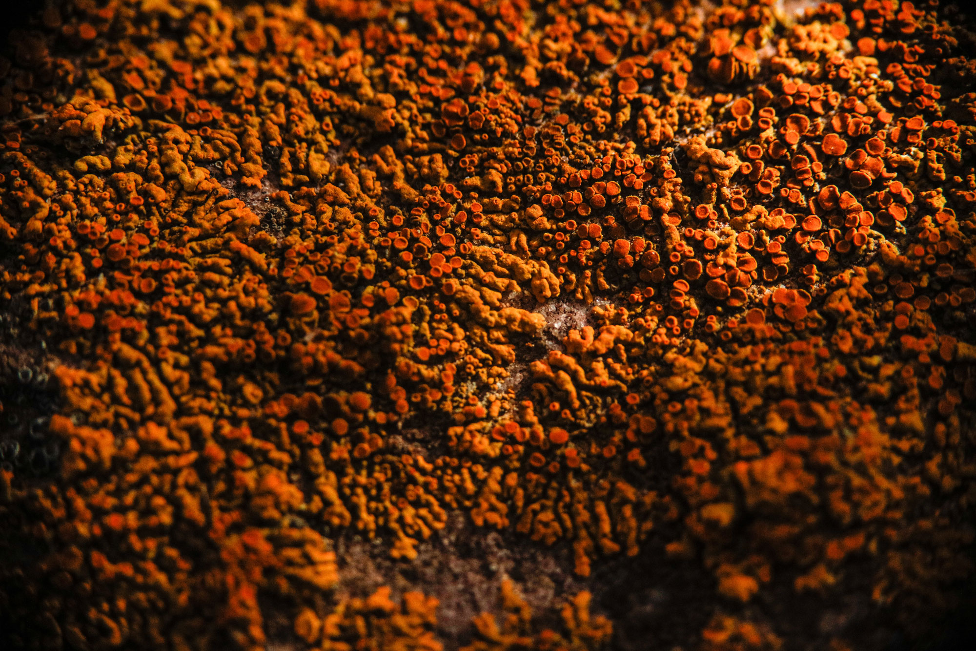 Danielle Fraser - Canadian Museum of Nature