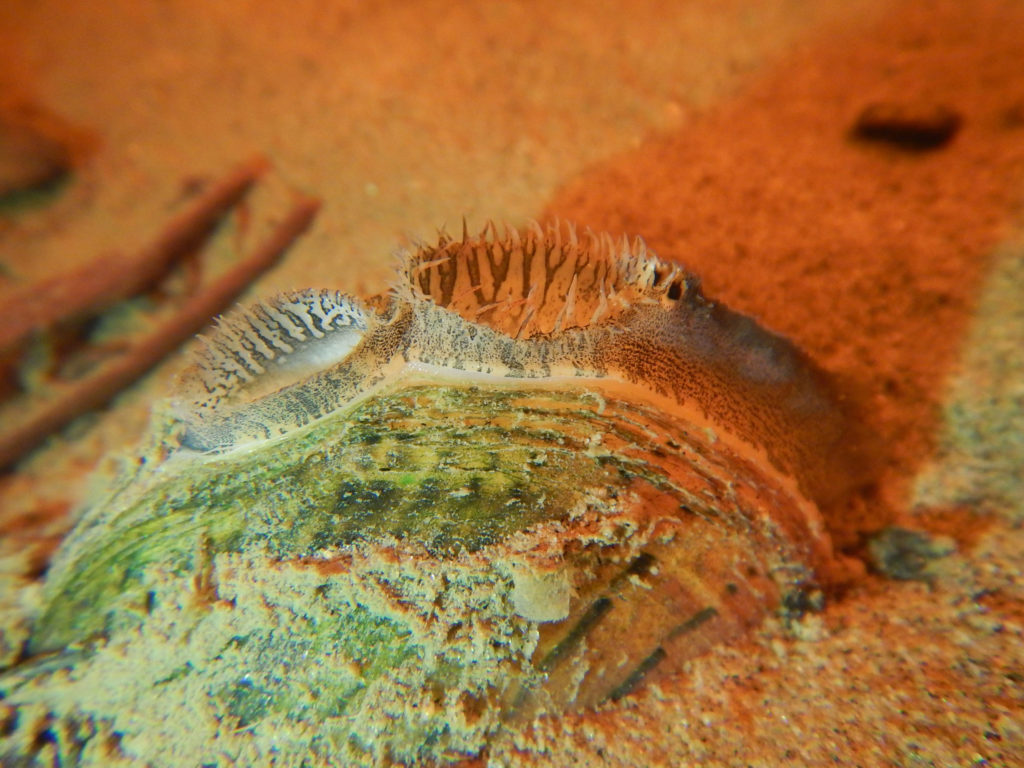Freshwater Mussels - Canadian Museum of Nature