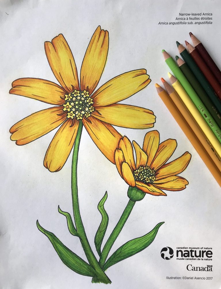 Colouring - Canadian Museum of Nature