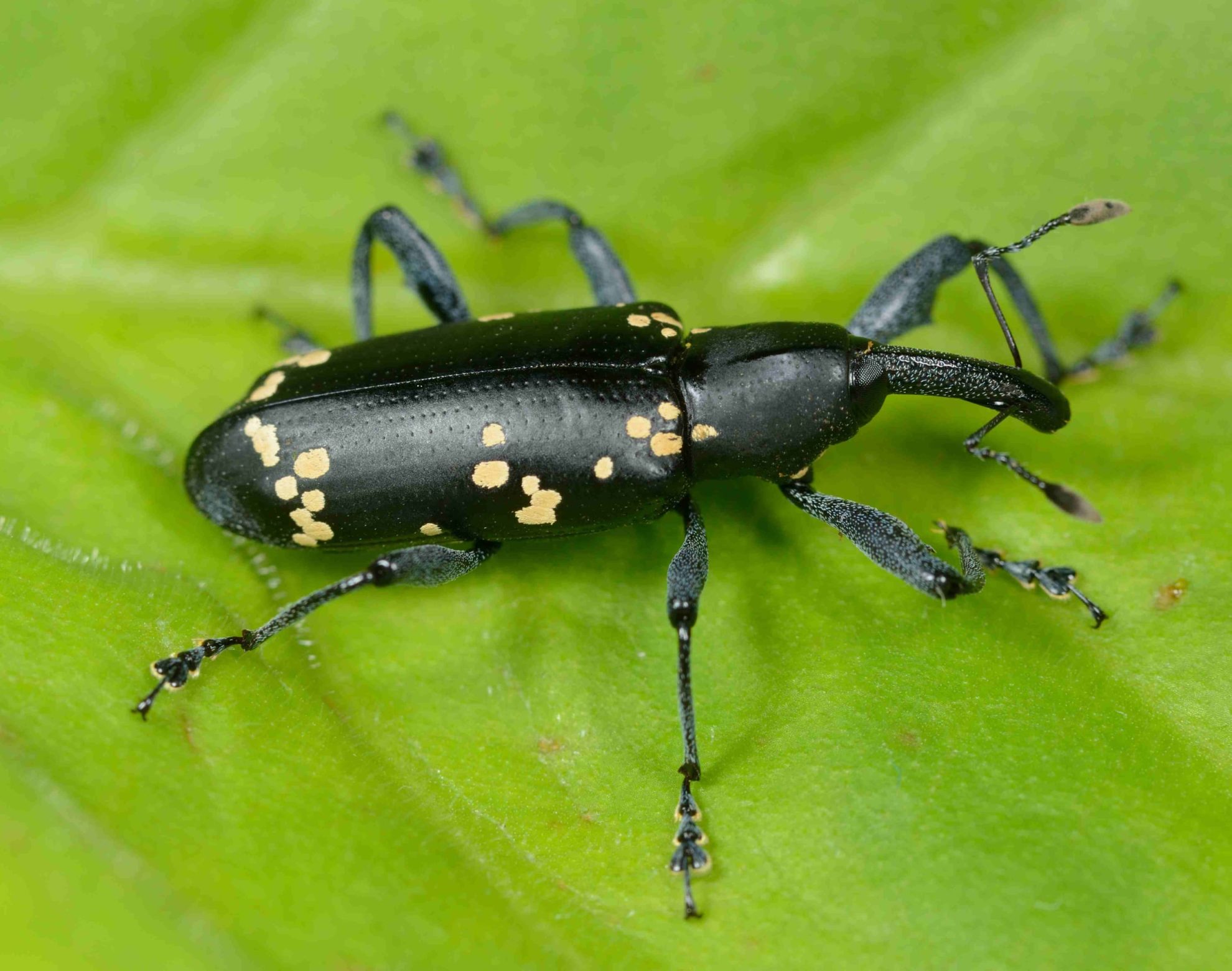 New-World Weevils - Canadian Museum of Nature