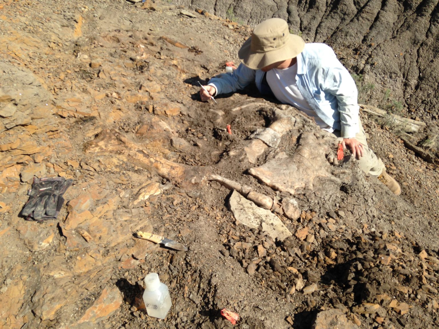 Dinosaurs - Canadian Museum of Nature