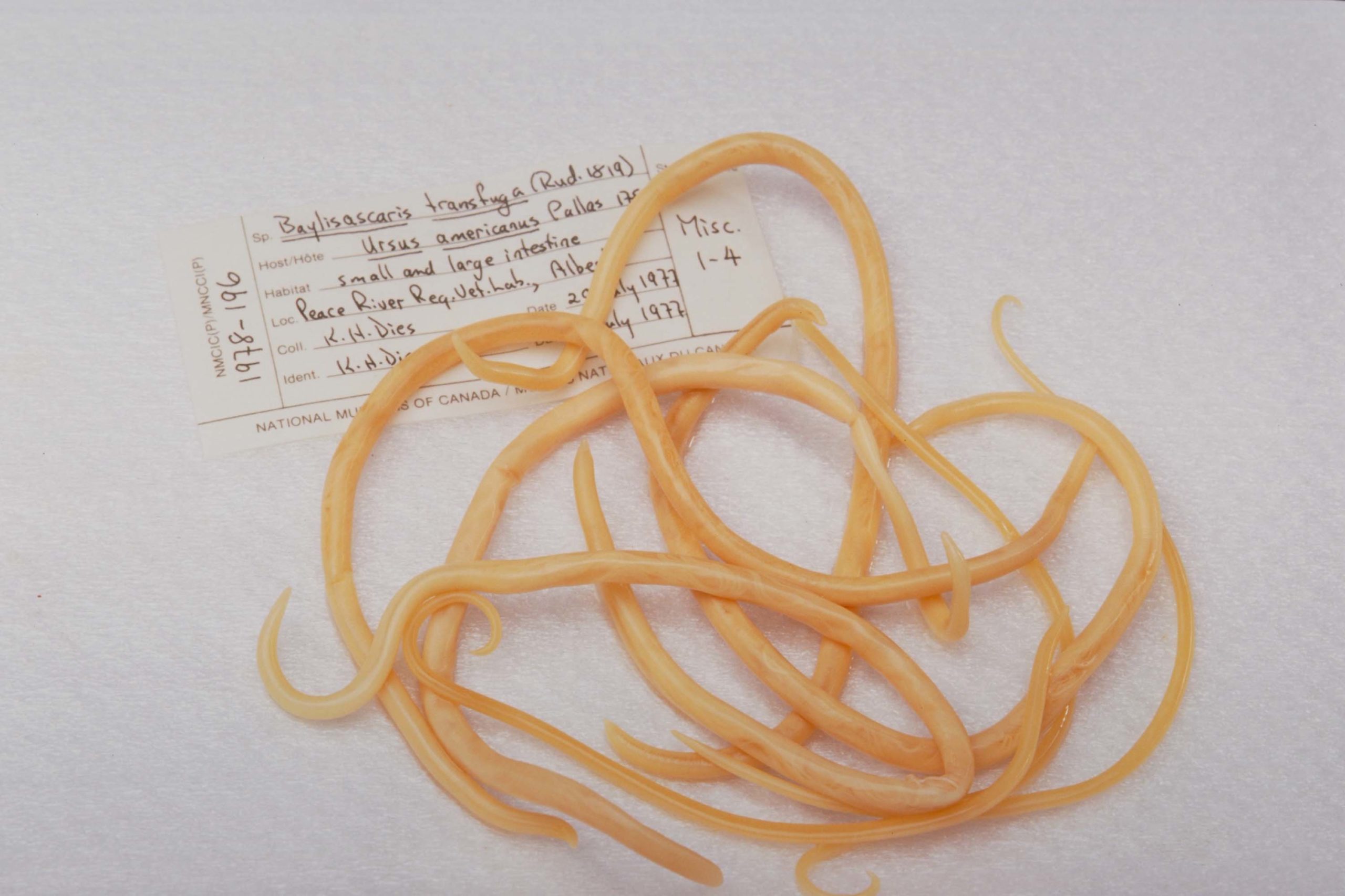 Zoology Collections - Canadian Museum of Nature