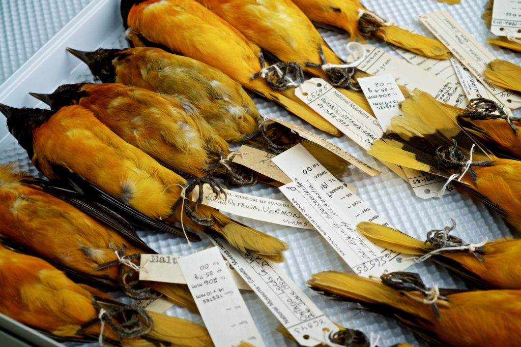 Collections - Canadian Museum of Nature