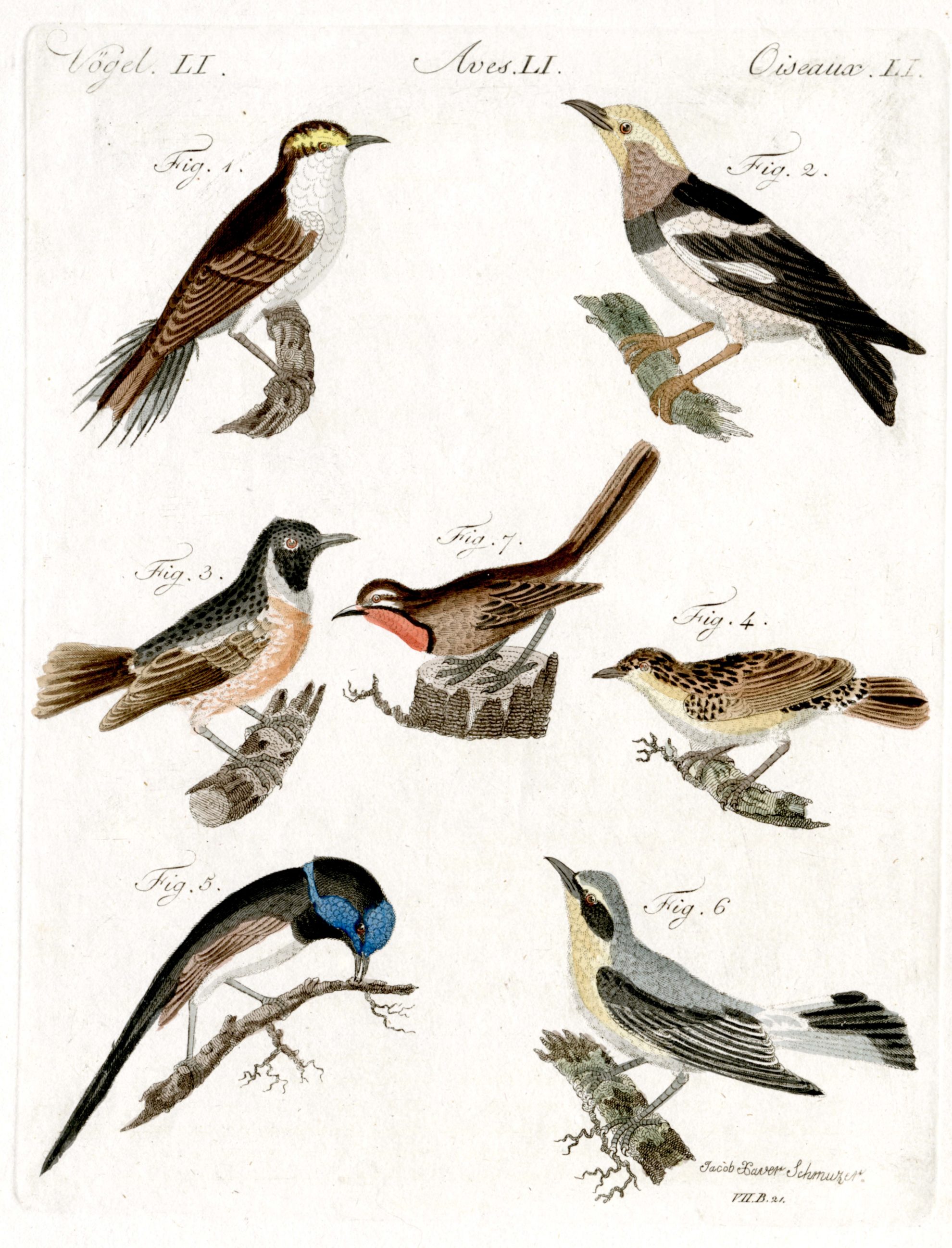 Nature Art and Photos - Canadian Museum of Nature