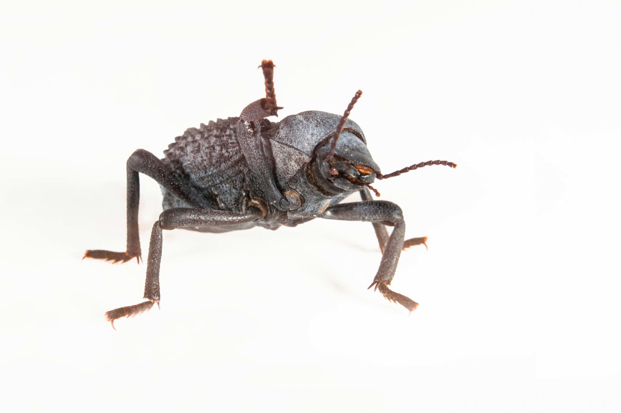 Bugs Alive - Canadian Museum of Nature