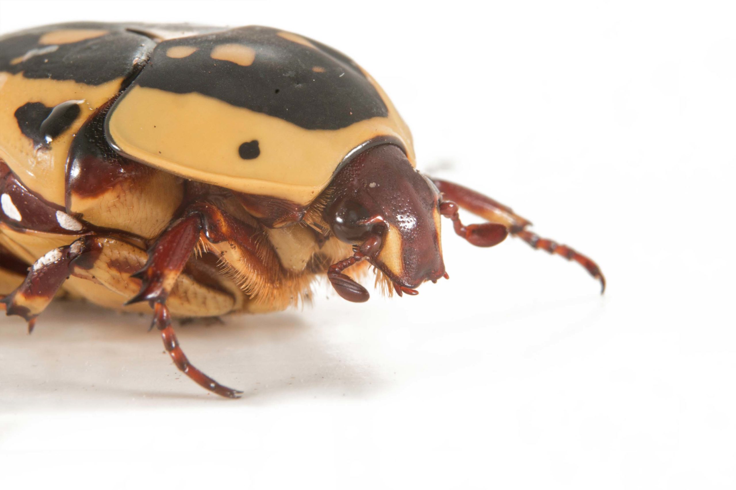 Bibittes vivantes - Musée canadien de la nature