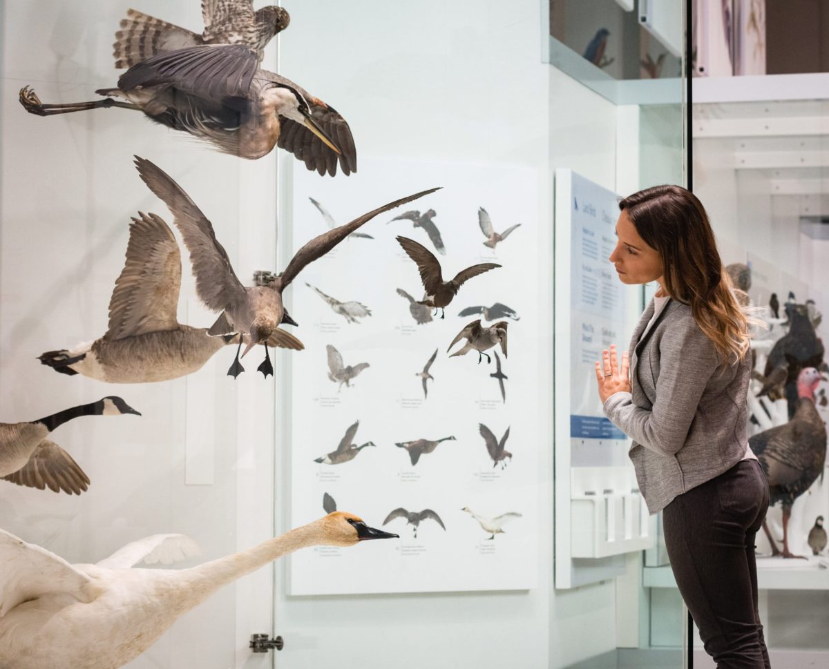Bird Gallery - Canadian Museum of Nature