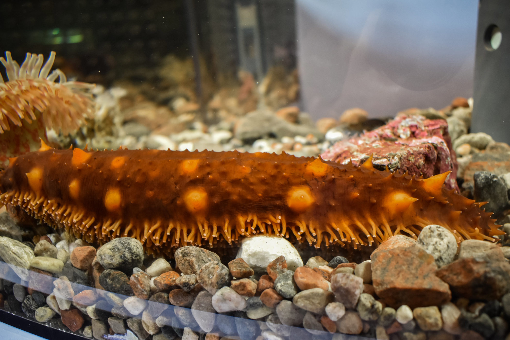 Pacific Discovery Tank - Canadian Museum of Nature