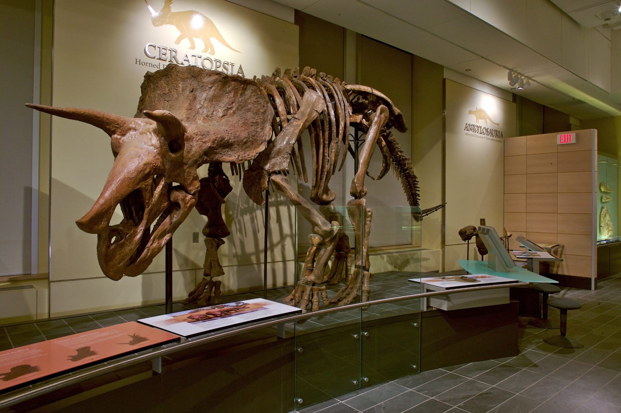 Fossil Gallery - Canadian Museum of Nature