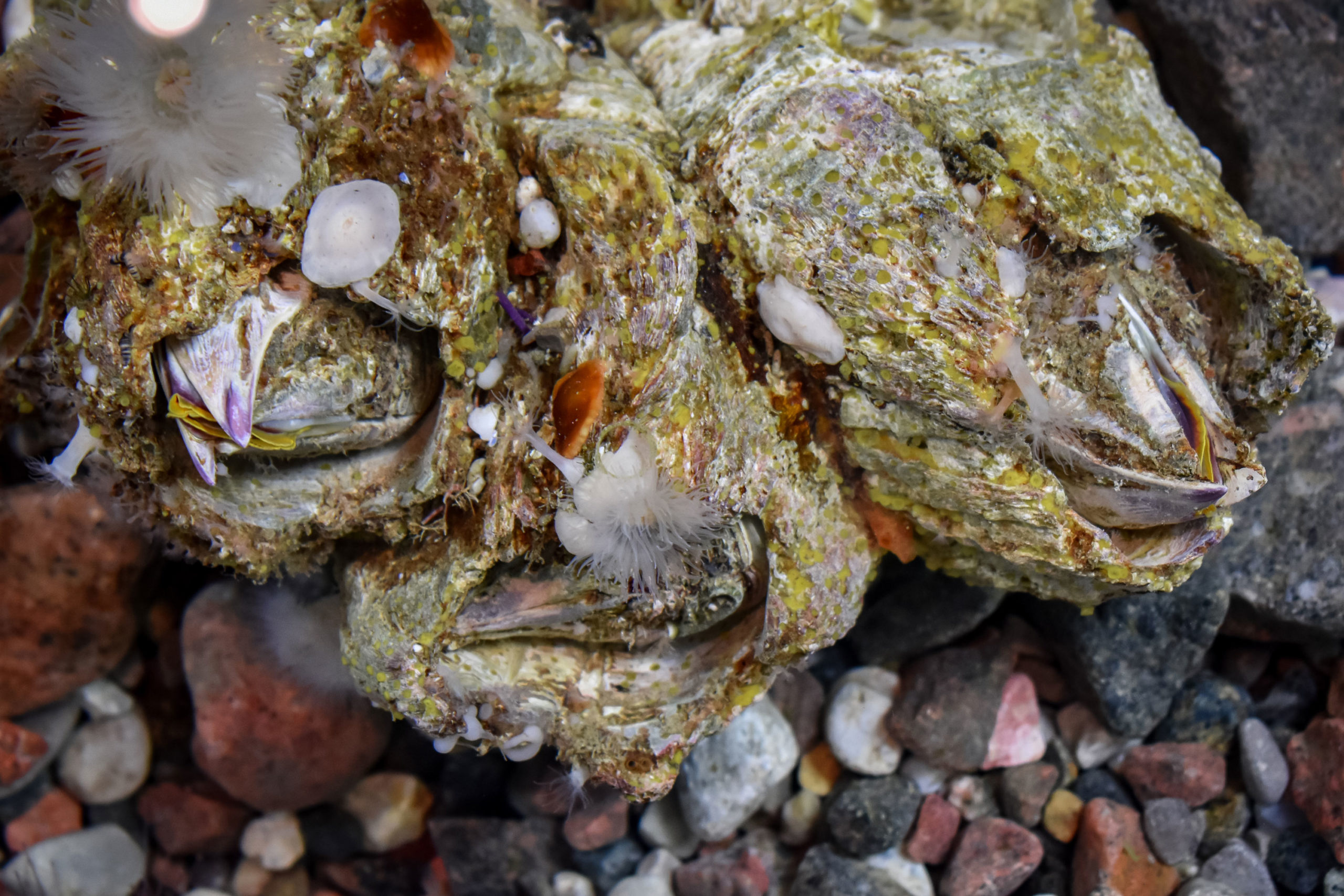 Pacific Discovery Tank - Canadian Museum of Nature