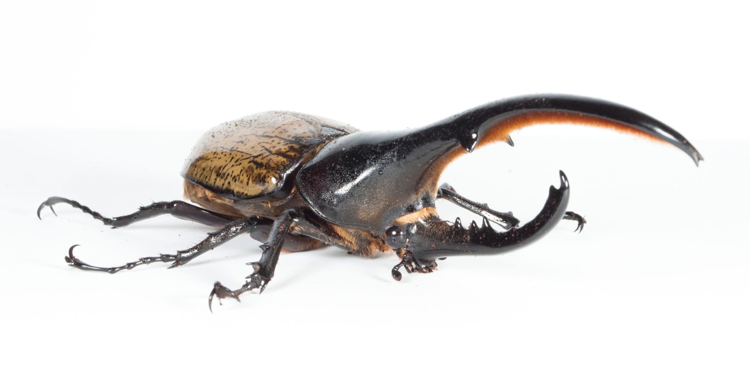 Bugs Alive - Canadian Museum of Nature