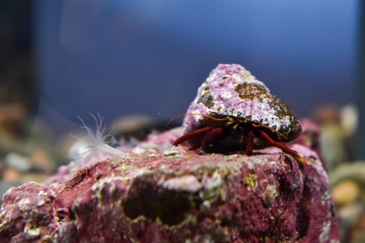 Pacific Discovery Tank - Canadian Museum of Nature