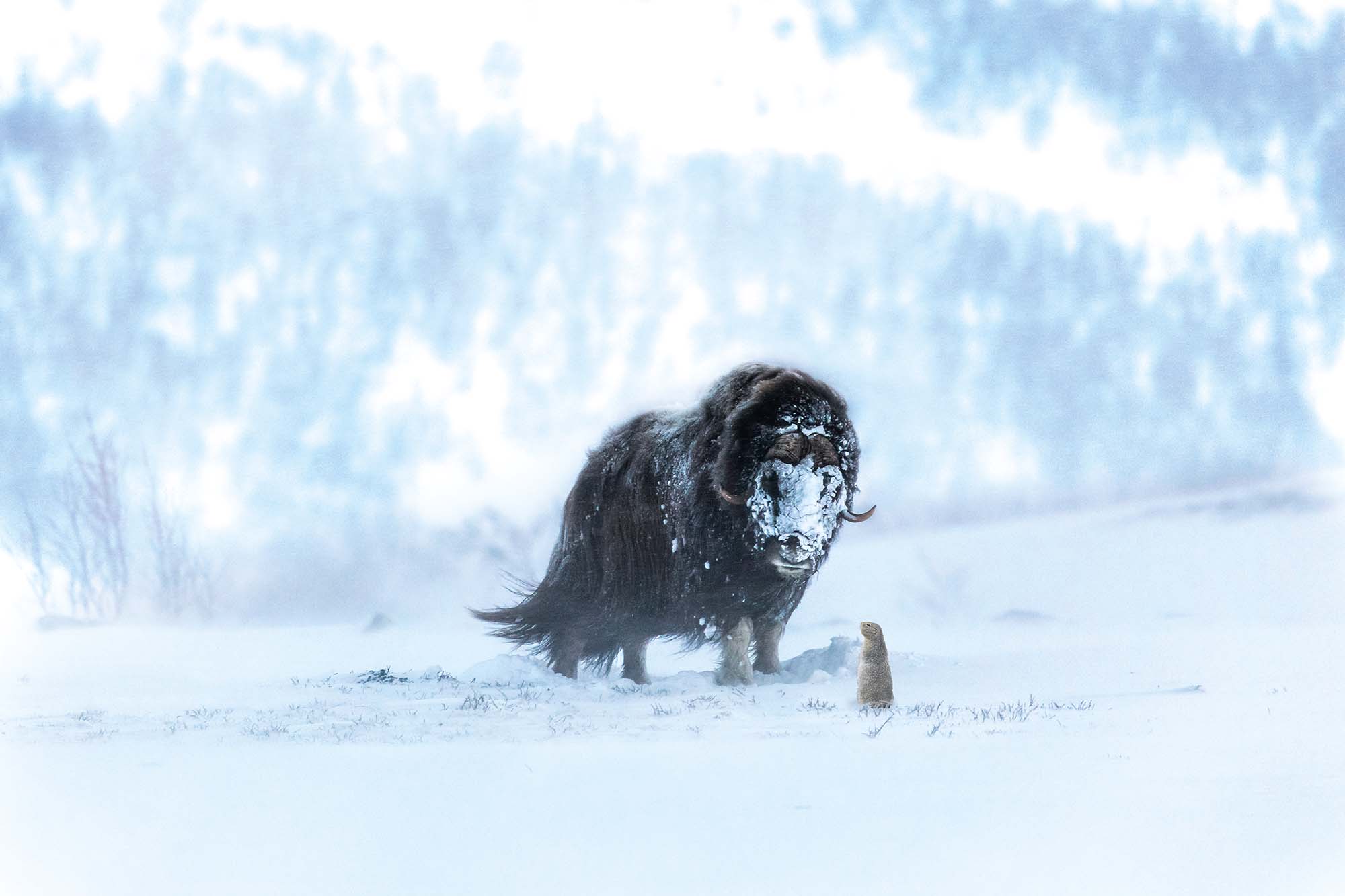 Planet Ice - Canadian Museum of Nature